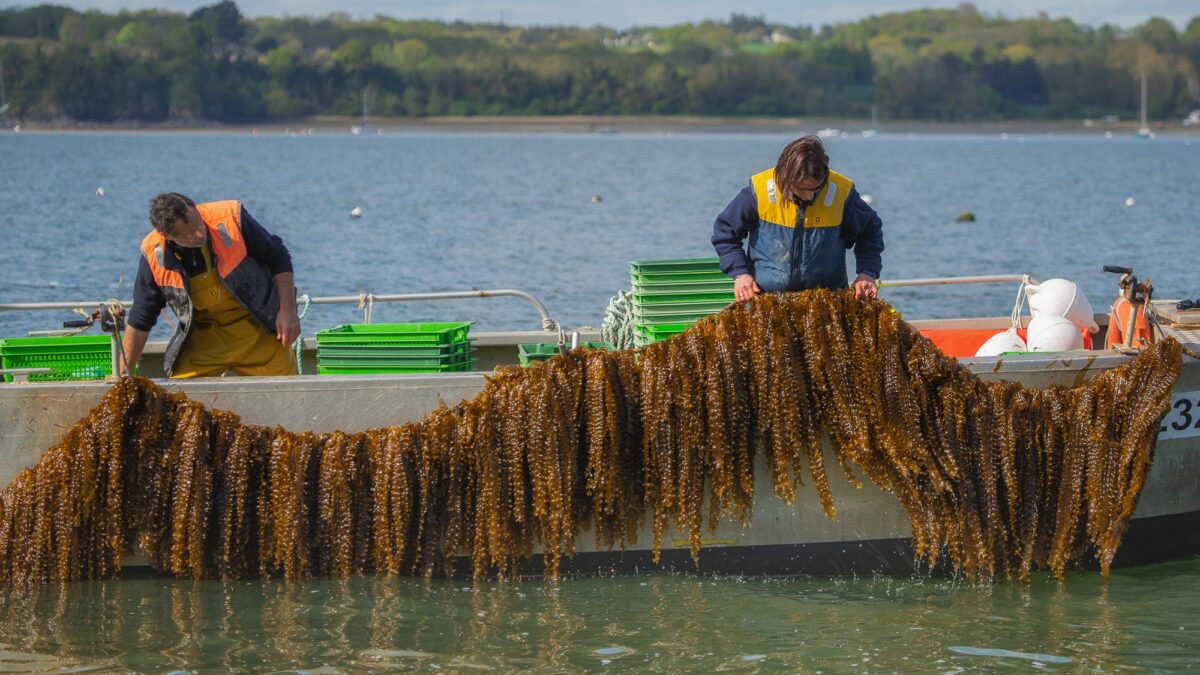 Galerie – C-Weed Aquaculture